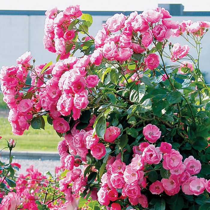РОЗИ Чаен-хибрид 66 - rosesplants.com