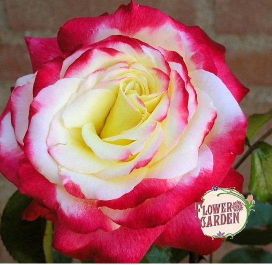 РОЗИ-Чаен - хибрид-рози-онлайн - rosesplants.com