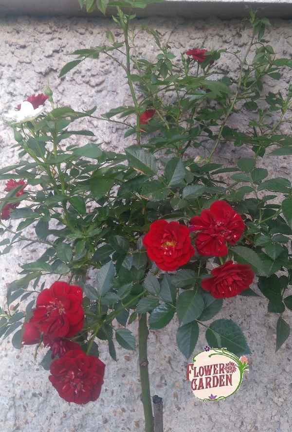 КАСКАДНА ЩАМБОВИ РОЗА-3 - rosesplants.com