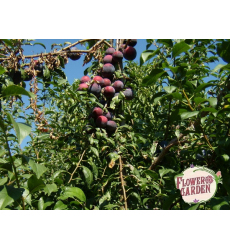 Слива сорт Анджелино - Plum Angelino - rosesplants.com