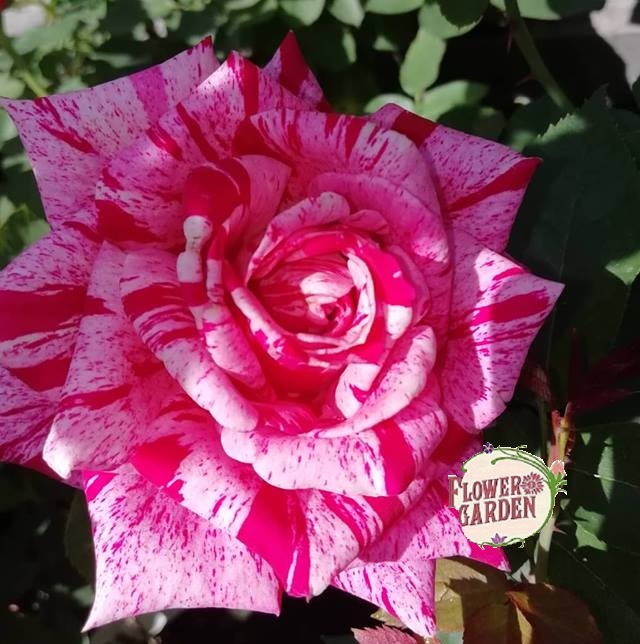 РОЗИ-Чаен - хибрид-рози-онлайн - rosesplants.com