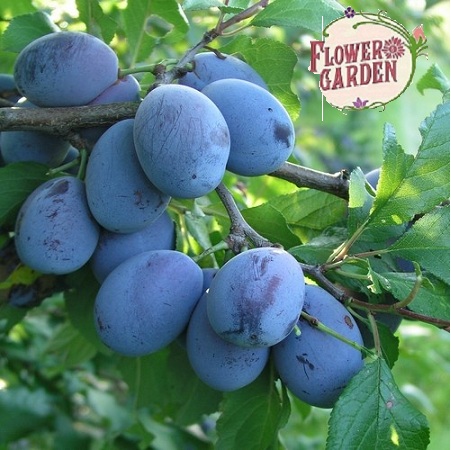 слива сорт СТЕНЛЕЙ-(Plums Stanley)-Овощен-Декоративен разсадник--велико ...